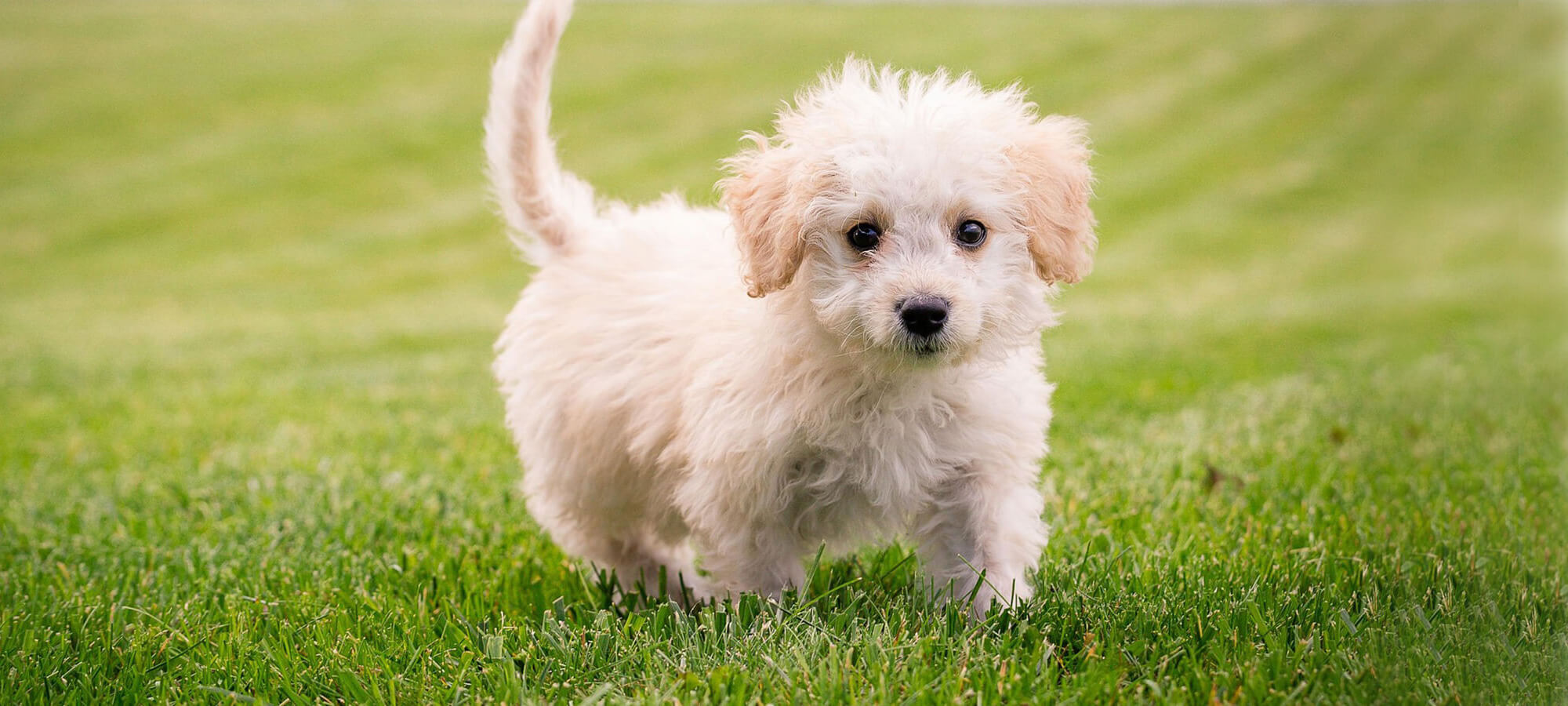 Dog Obedience Training | Greenmeadow Community Farm